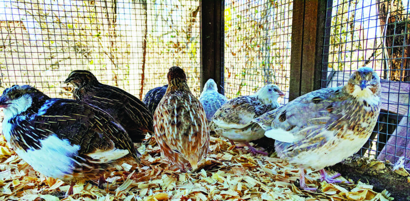 Small-Scale Backyard Quail – Mother Earth News